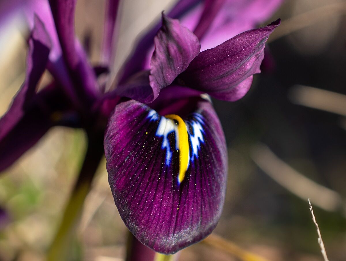 Maison Cataliya: A Mosaic of Scents ~ Fragrance Reviews