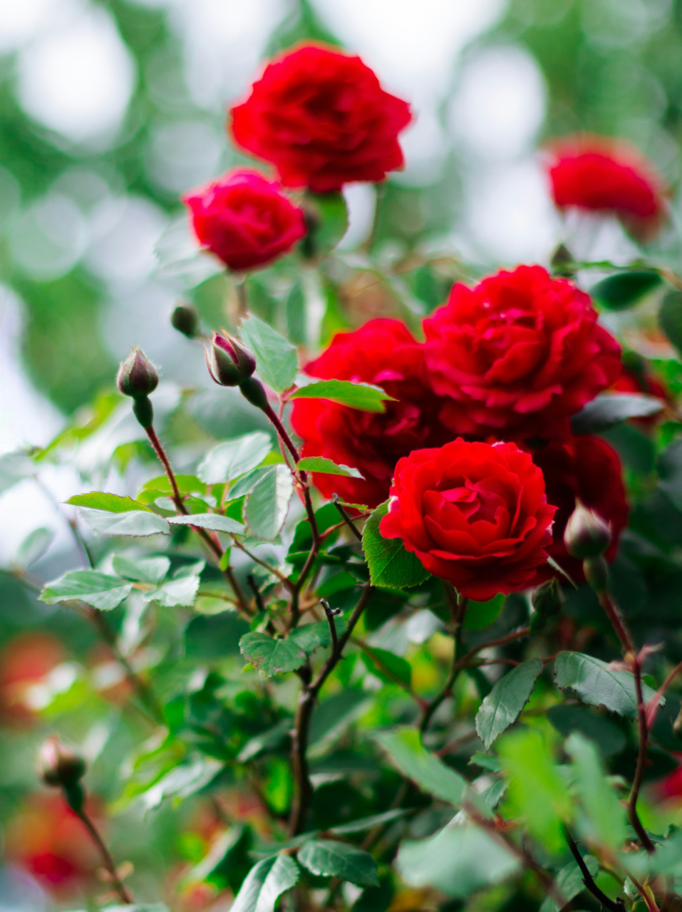 Rosa Rubus by Uttori: The Awakening of Spring ~ Fragrance Reviews