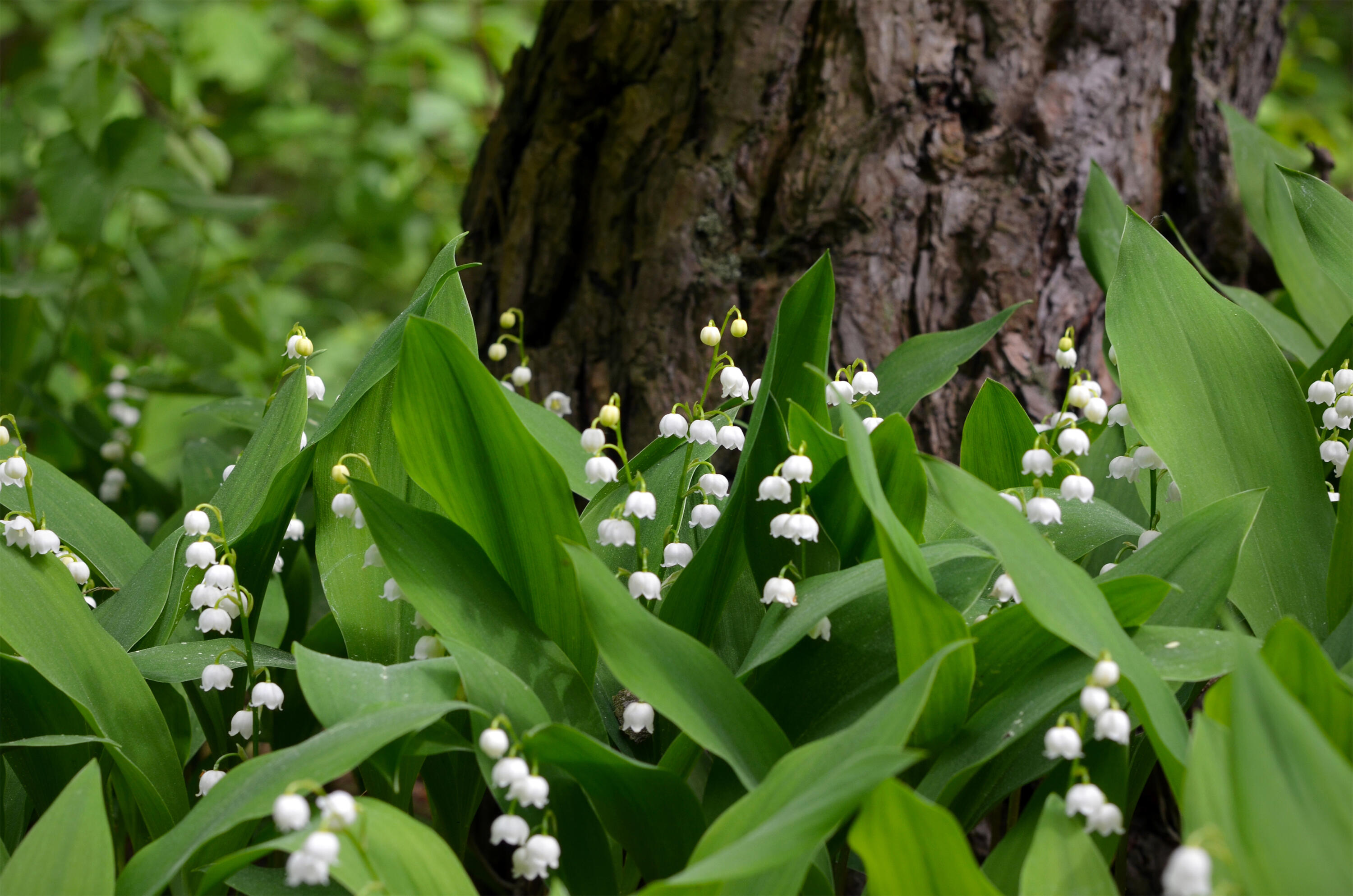 Floraiku Boyish: Beautiful Coffee-Breath Iris ~ Fragrance Reviews