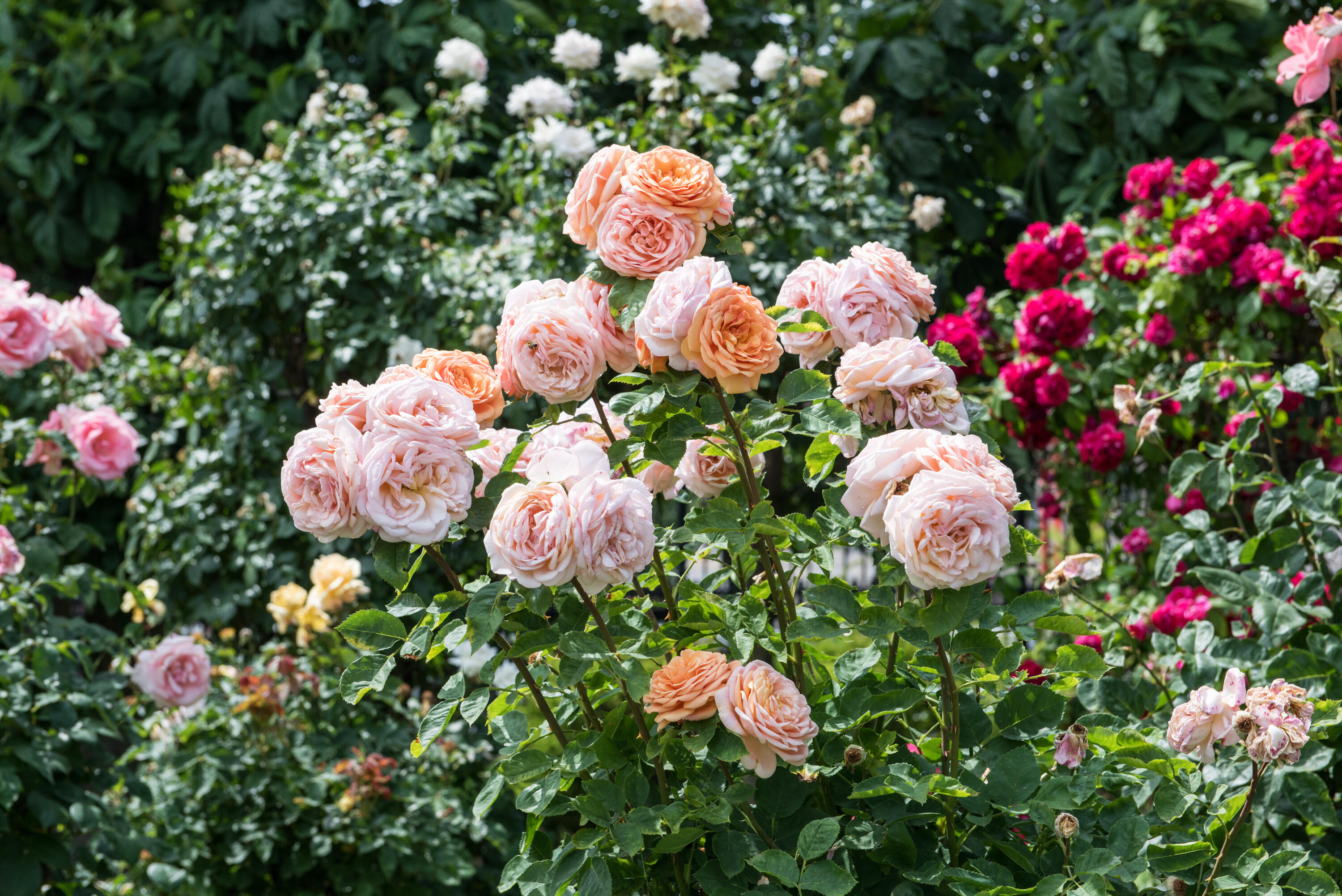 Joie de Sannes by Fine Scents: Jean-Claude Ellena’s Rose Garden ...