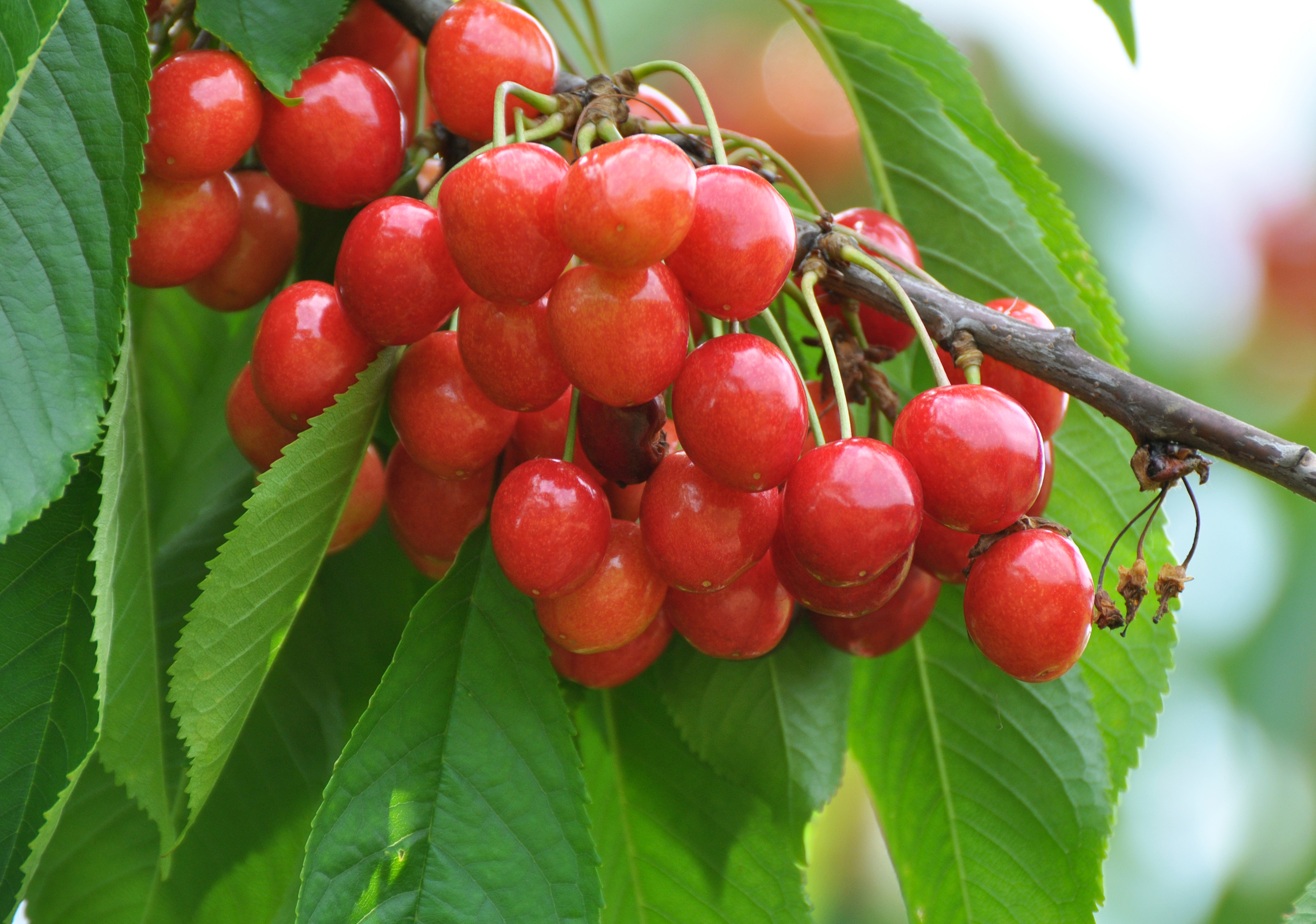 Cereza ácida vs. Cereza dulce ~ Materias primas