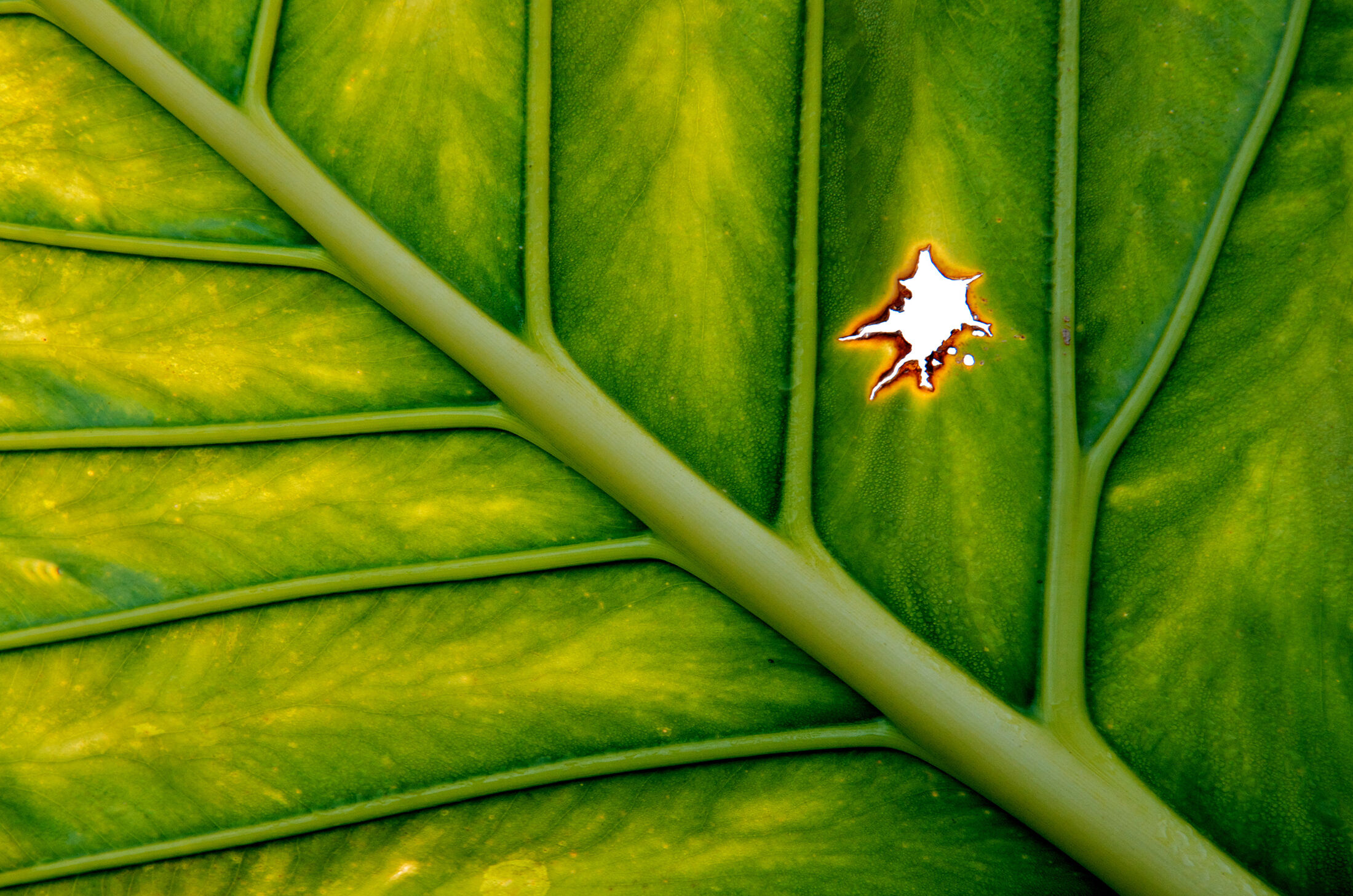 The Quiet, Slow Beauty of J-Scent: Peach, Rain, and Shaft of Light ...