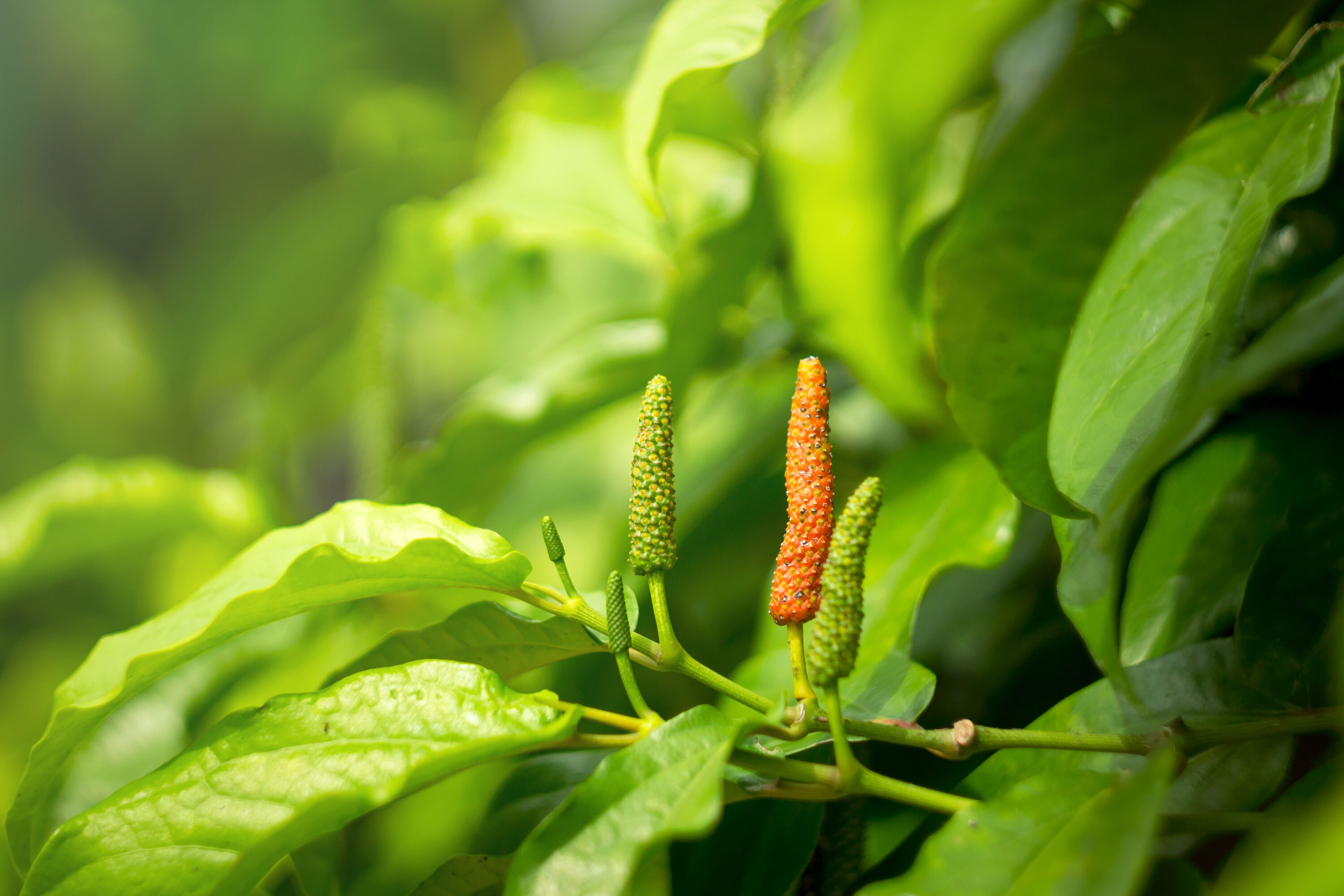 Pepper, The Long & The Short Of It ~ Raw Materials