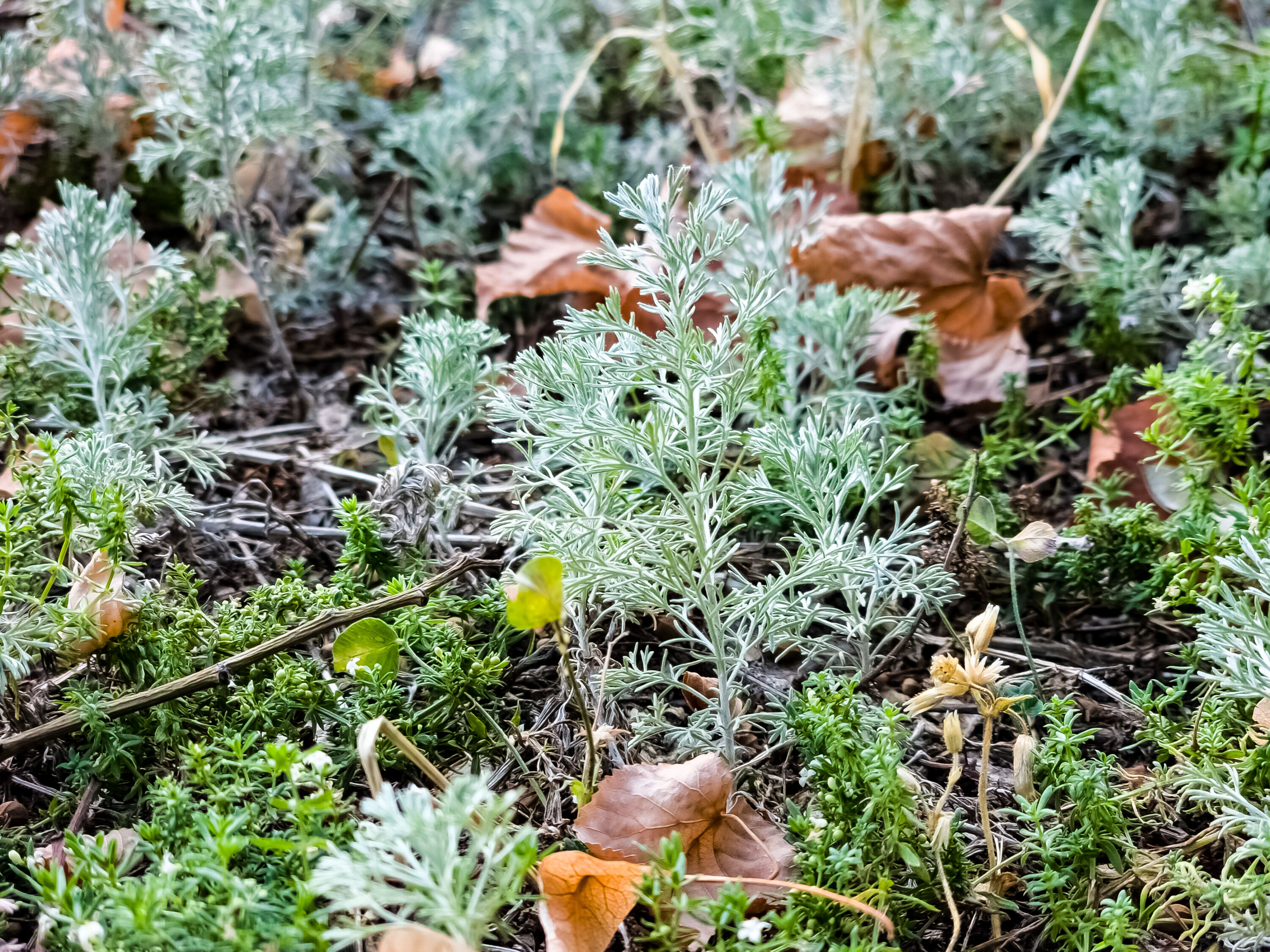 Memoir Man di Amouage: La Stella Chiamata Assenzio ~ Recensioni Editoriali