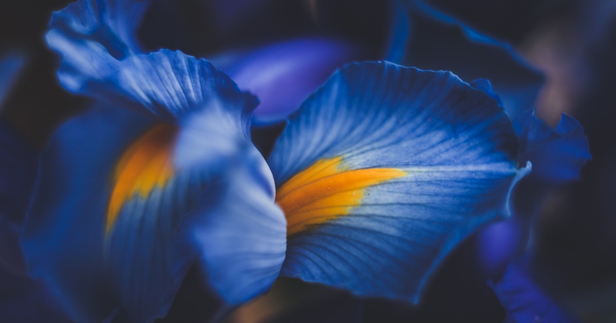 A More Tolerable Iris ~ Columns