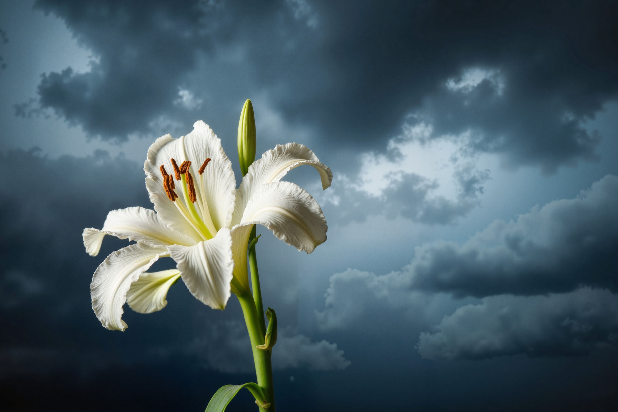 A Controversial Issue: Evil Flowers ~ Columns