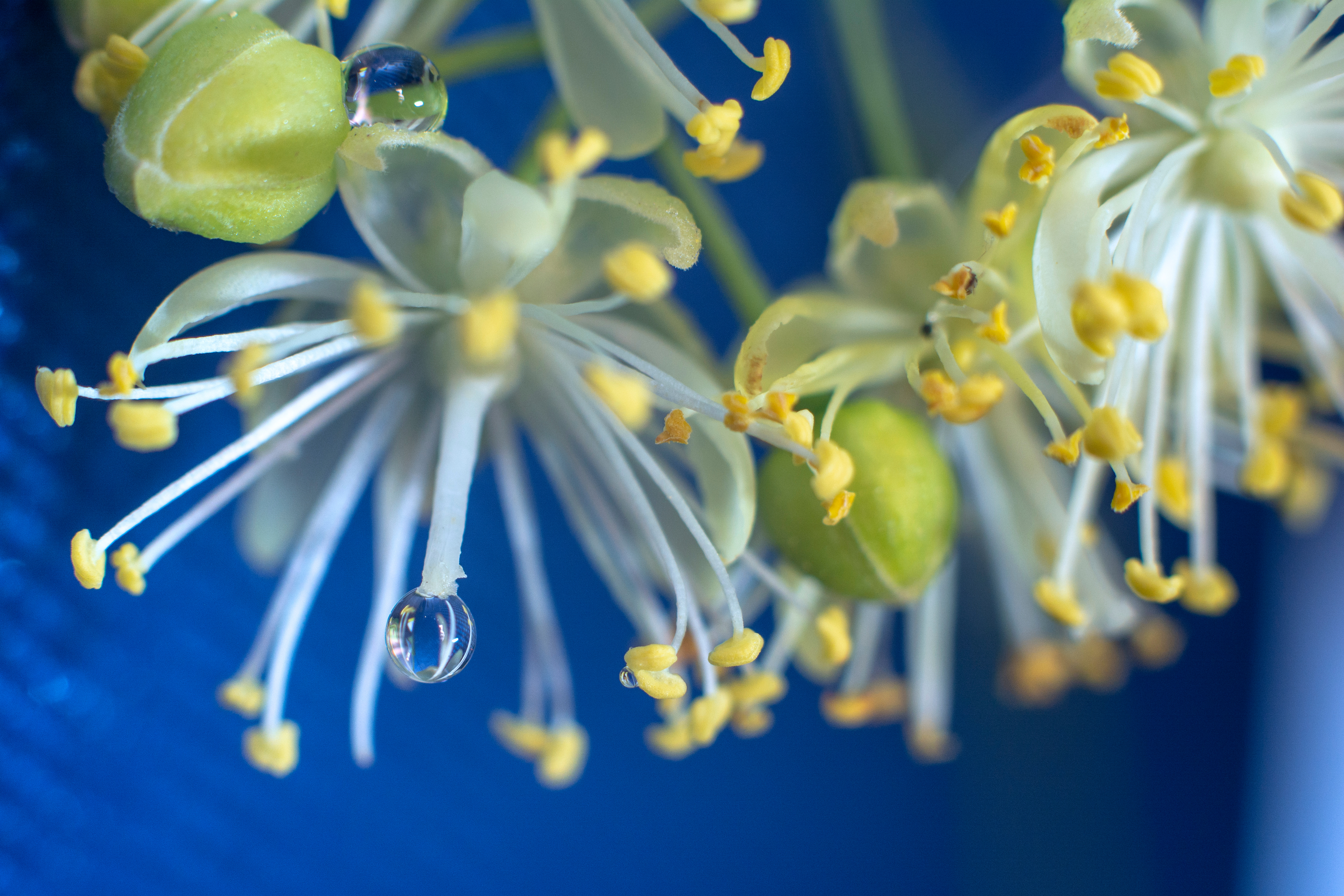 Unter den Linden: Lindenblüte in der Parfümerie ~ Duftnoten