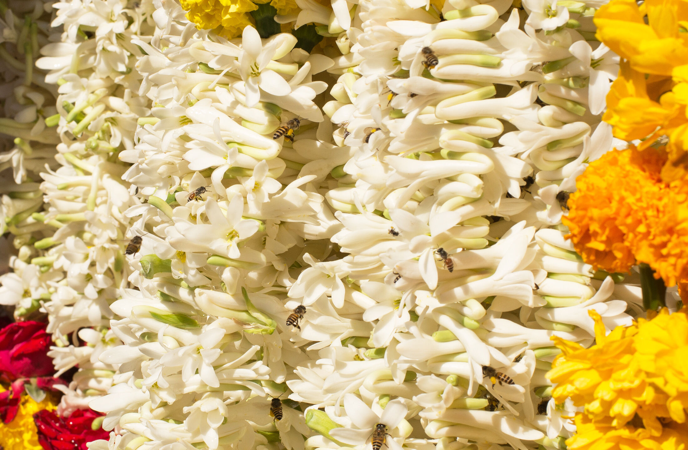 Eshal - La Tuberosa Come Simbolo di Rinascita ~ Recensioni Editoriali