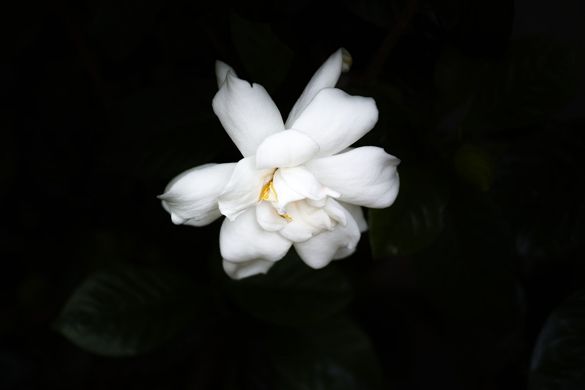 Textures Collection by Scent Hunters: Dangerous Flowers and Vintage ...