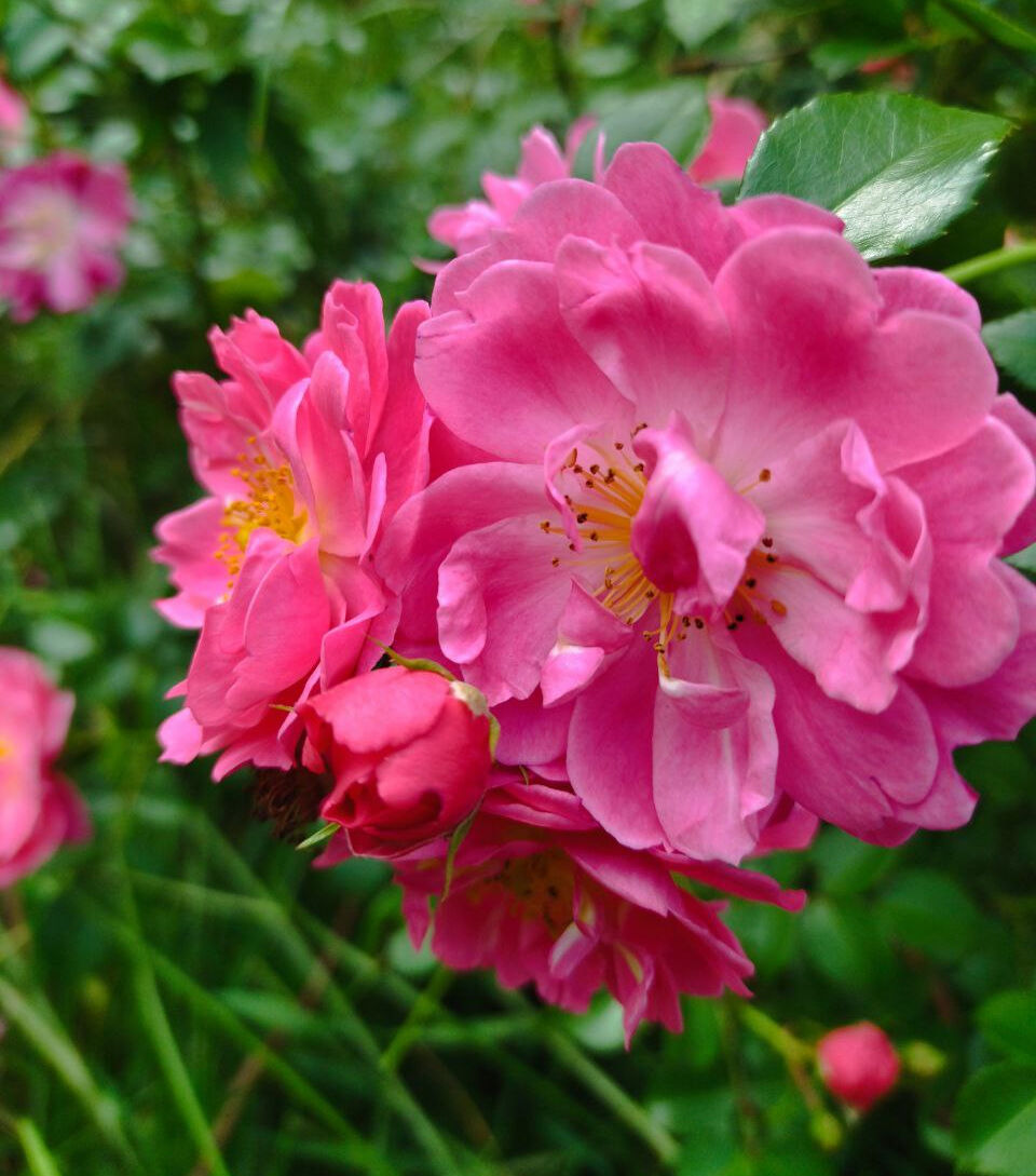 Rosa Ultima: Un encuentro con una flor ~ Reseñas Editoriales de Fragancia