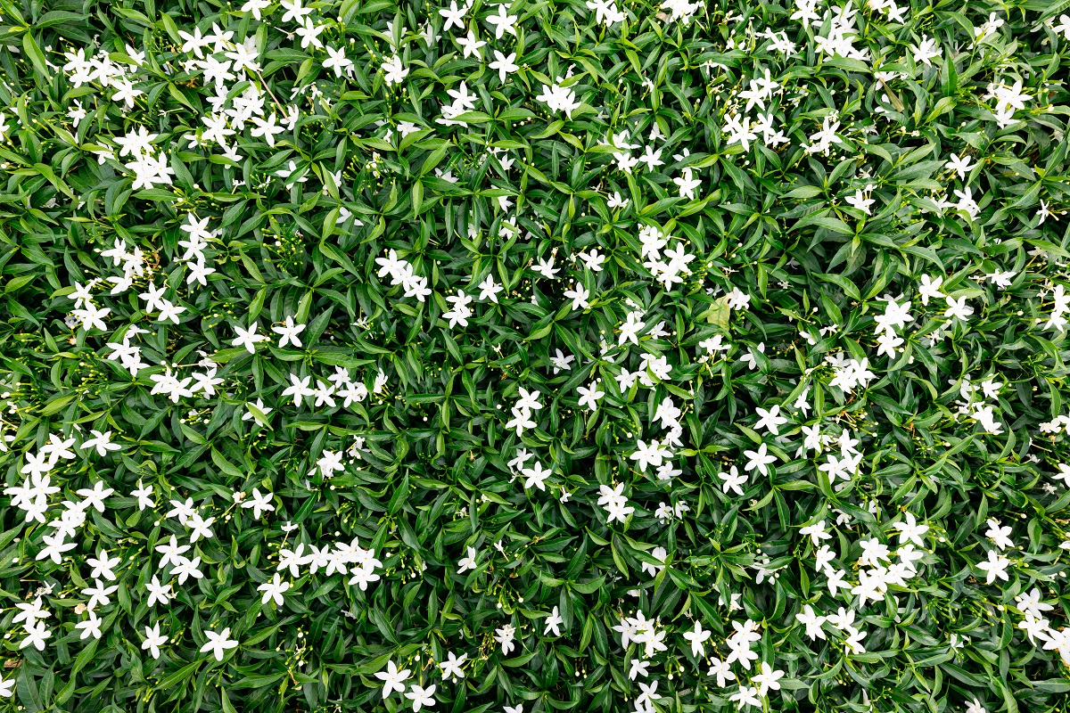 Afrika Olifant: Not Only An Elephant... ~ Fragrance Reviews