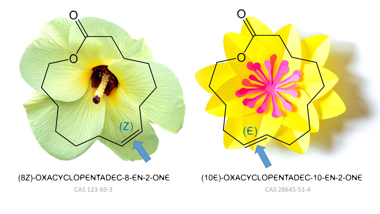 Ambrette and Аmbrettolide in Perfumery ~ Raw Materials