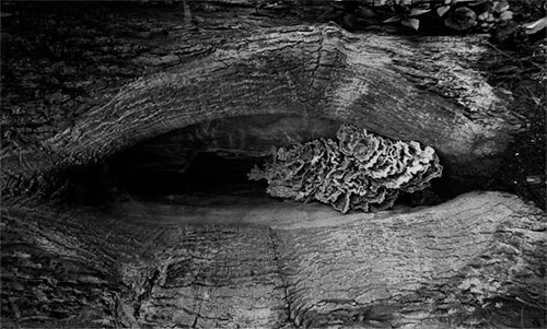 Boccanera Orto Parisi Parfum - ein es Parfum für Frauen und Männer 2014