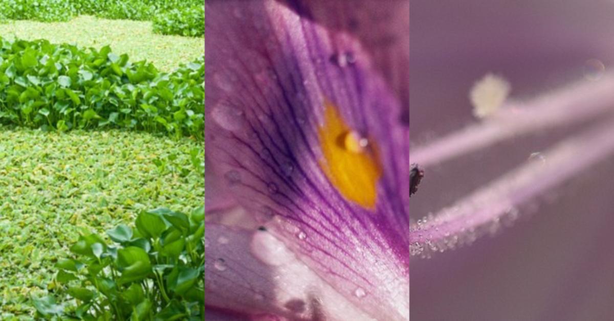 Water Hyacinth ~ Raw Materials