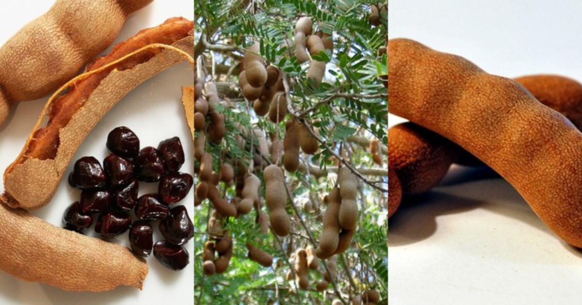 Tamarind ~ Raw Materials