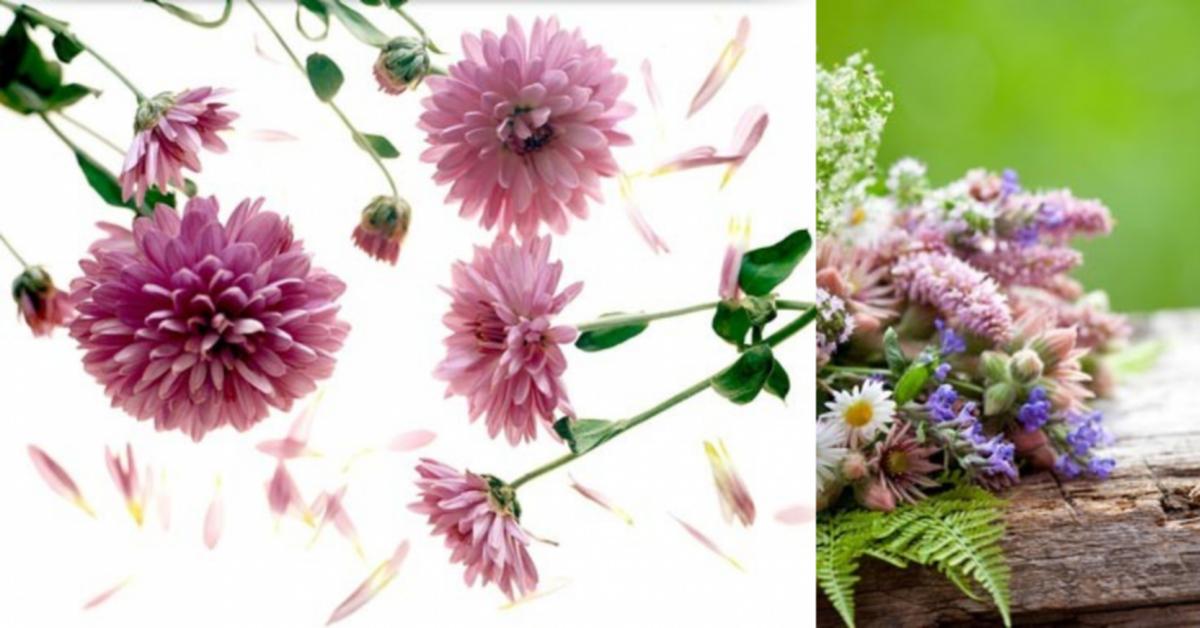 A Short Guide to Extraction Techniques and Aromatic Materials Rendered ...