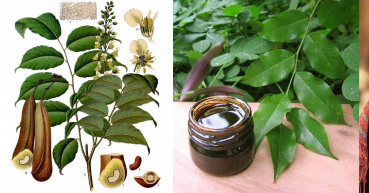 Tolu Balsam and Peru Balsam: Plush and Warm ~ Raw Materials