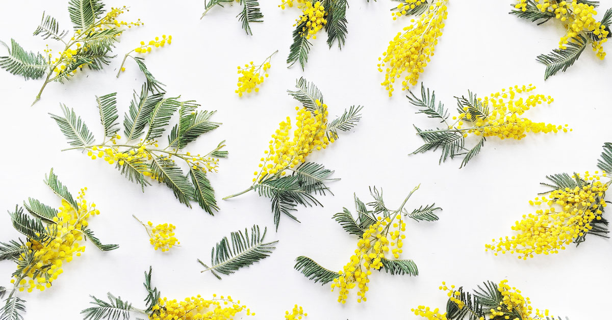 Color and Smell, Part I: Mimosa ~ Raw Materials