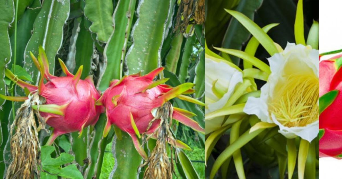 Pitahaya – Drachenfrucht ~ Duftnoten