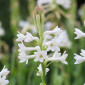 Tuberose: the Harlot of Perfumery ~ Raw Materials