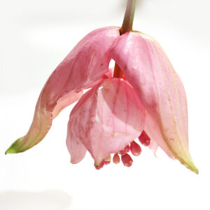 THoO L’Explicite ~ Niche Perfumery