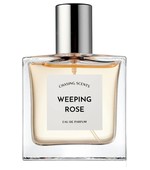 Maple perfume ingredient, Maple fragrance and essential oils Sapindaceae