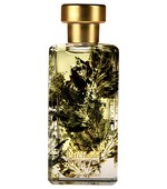 Cumin perfume ingredient, Cumin fragrance and essential oils Cuminum ...