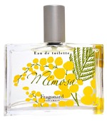 Mimosa perfume ingredient, Mimosa fragrance and essential oils Acacia ...