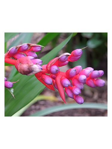 Sophia Bud Parfums perfume - a fragrance for women