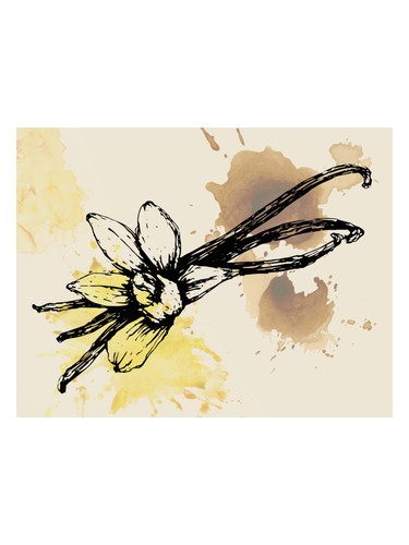 No. 3 Allen Shaw сүрчиг - a сүрчиг эрэгтэй эмэгтэй 2016