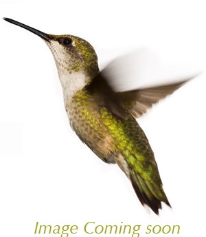 Quiddity Riot Chipie Parfum - ein es Parfum für Frauen 1998