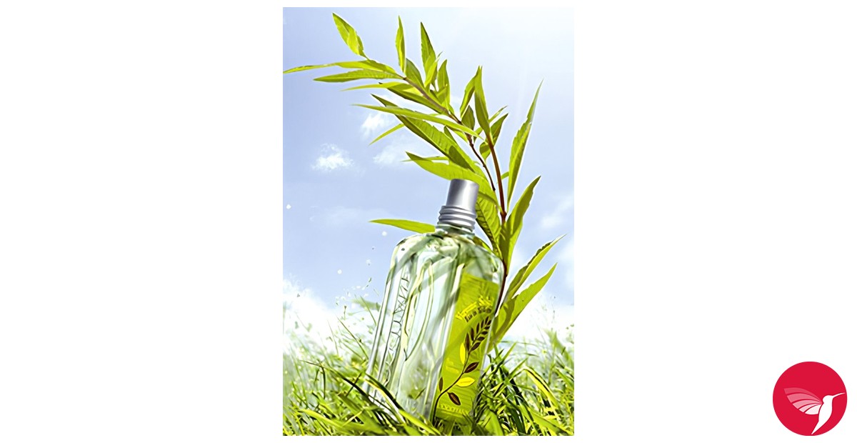 Verbena Sun L'Occitane en Provence perfume - a fragrance for women 2011