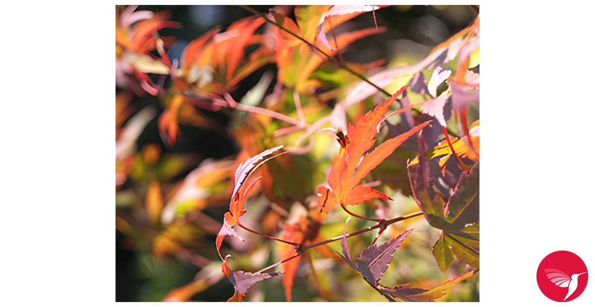 Autumn Bud Parfums perfume - a fragrance for women