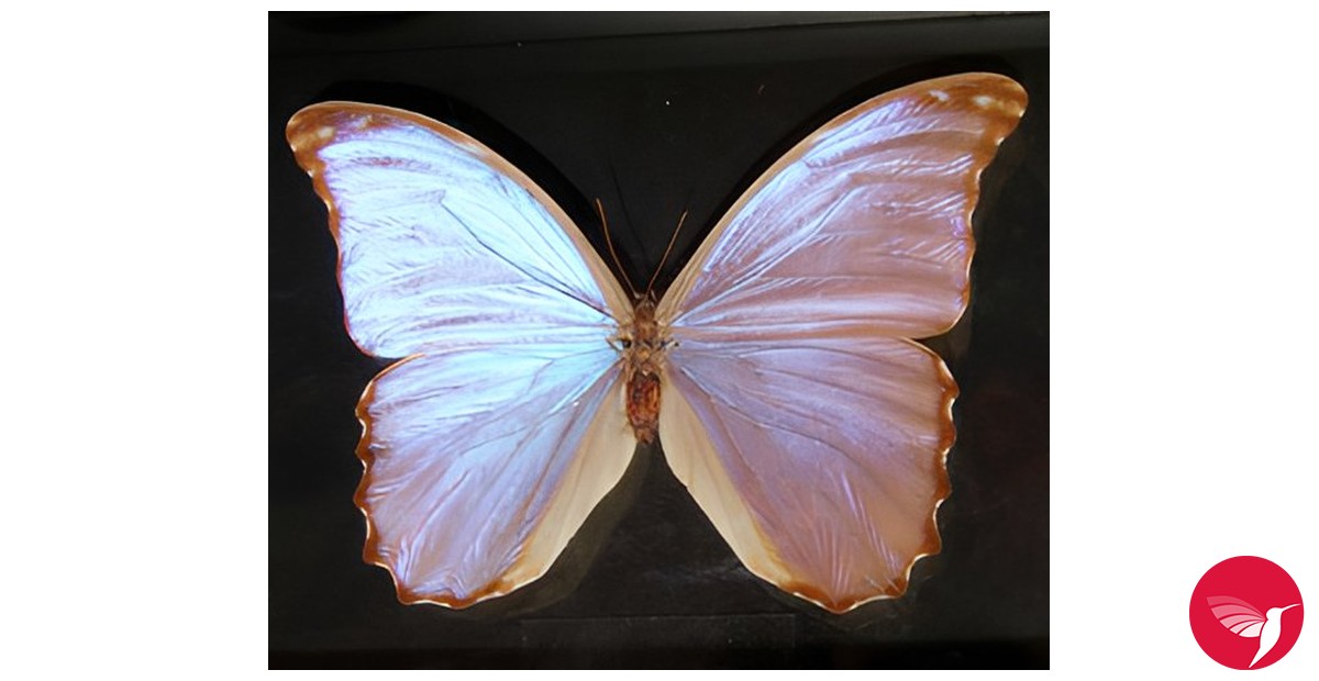 Butterfly Bud Parfums perfume - a fragrance for women