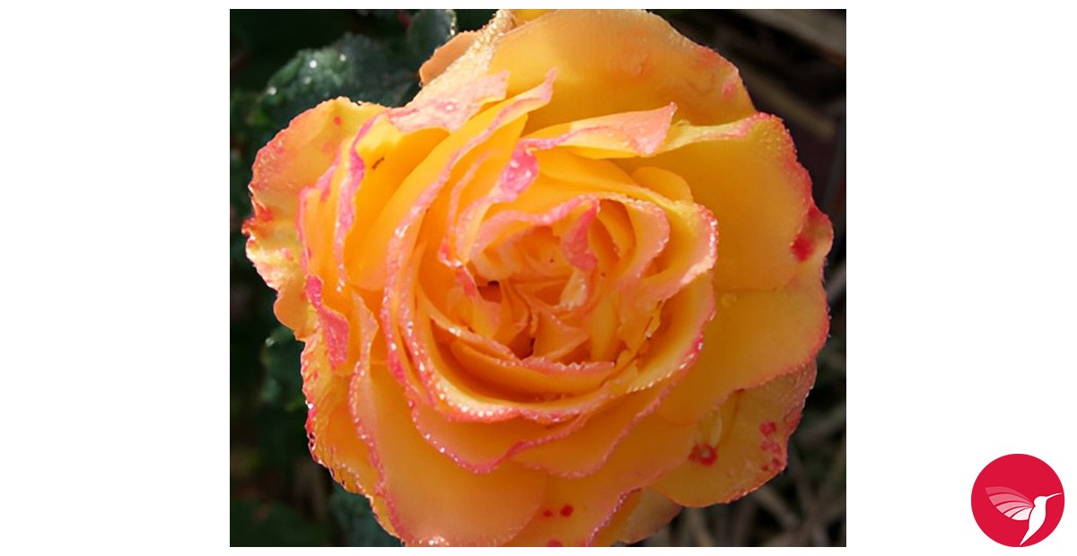 Gnosis Bud Parfums perfume - a fragrance for women