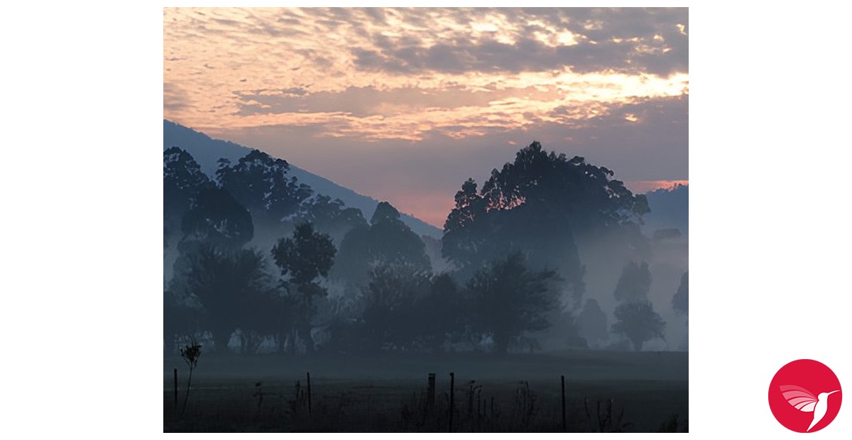 Nurture Bud Parfums perfume - a fragrance for women