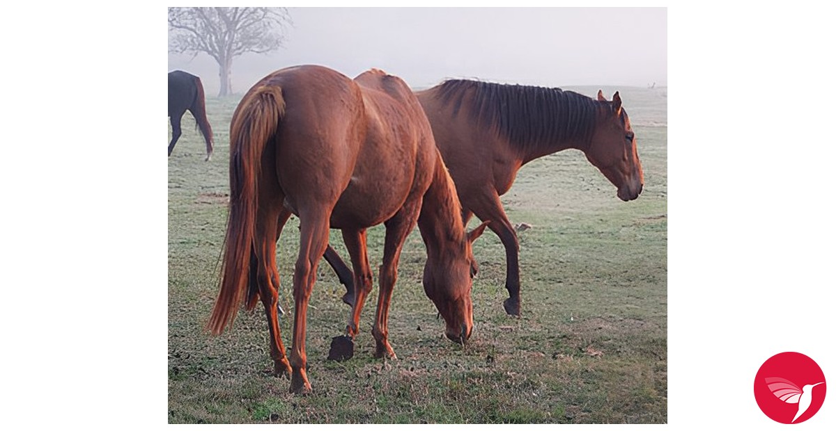 Whoa De Cologne Bud Parfums cologne - a fragrance for men