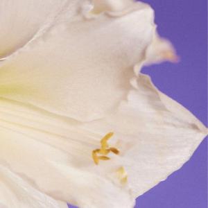Lucienne Liis perfume - a fragrance for women and men 2023