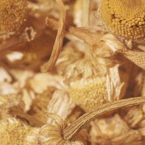 Chill AF Addison Rae perfume - a new fragrance for women 2023