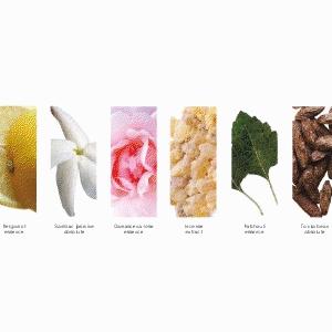 So Elixir Yves Rocher perfume - a fragrance for women 2009