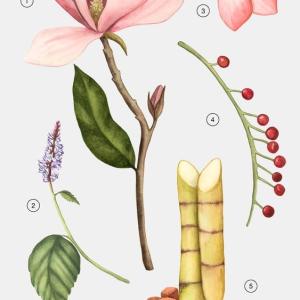 Eternal Magnolia Zara perfume - a fragrance for women 2023