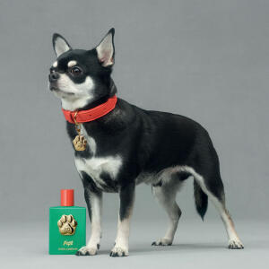 Fefé Dolce&Gabbana perfume - a new fragrance for women and men 2024