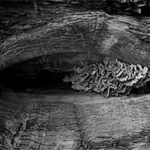 Boccanera Orto Parisi perfume - a fragrance for women and men 2014