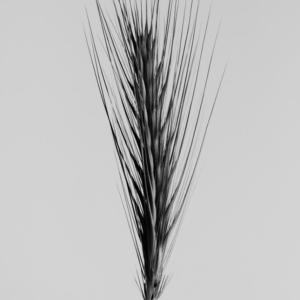 Encapsulated Sun Aether perfume - a fragrance for women and men 2020