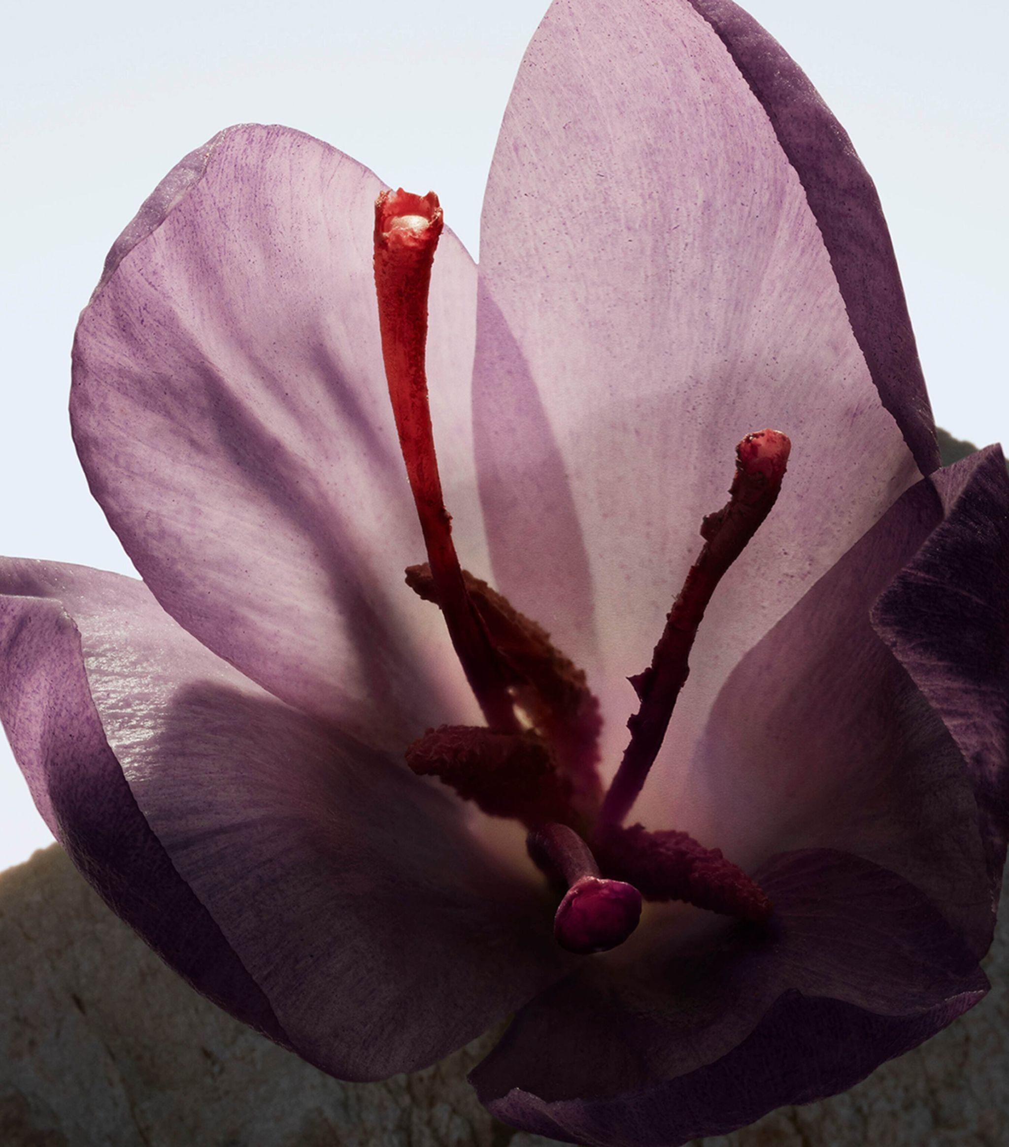 Ash Flower Burberry perfume - a fragrance for women and men 2023