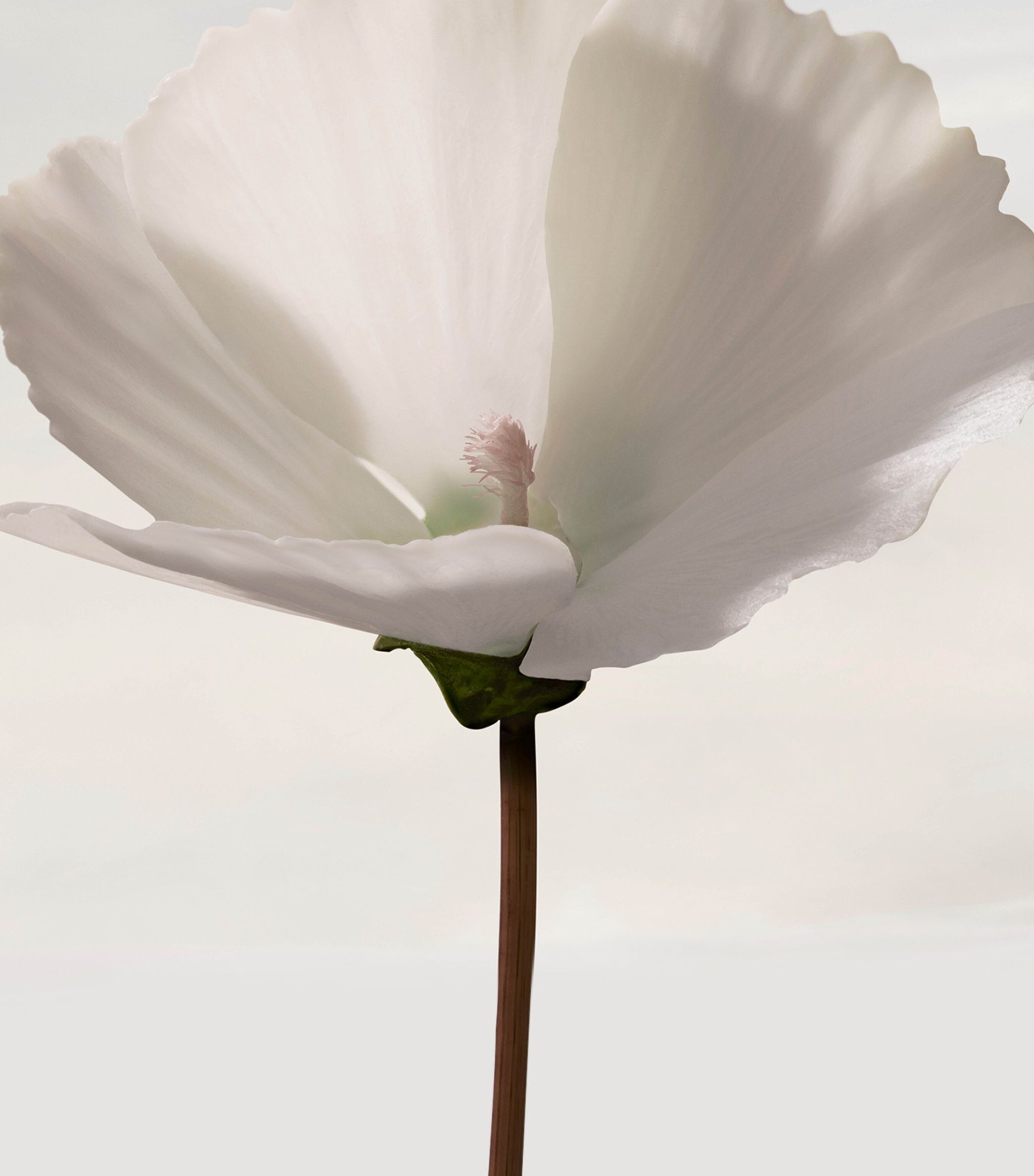 Snow Blossom Burberry perfume - a fragrance for women and men 2023
