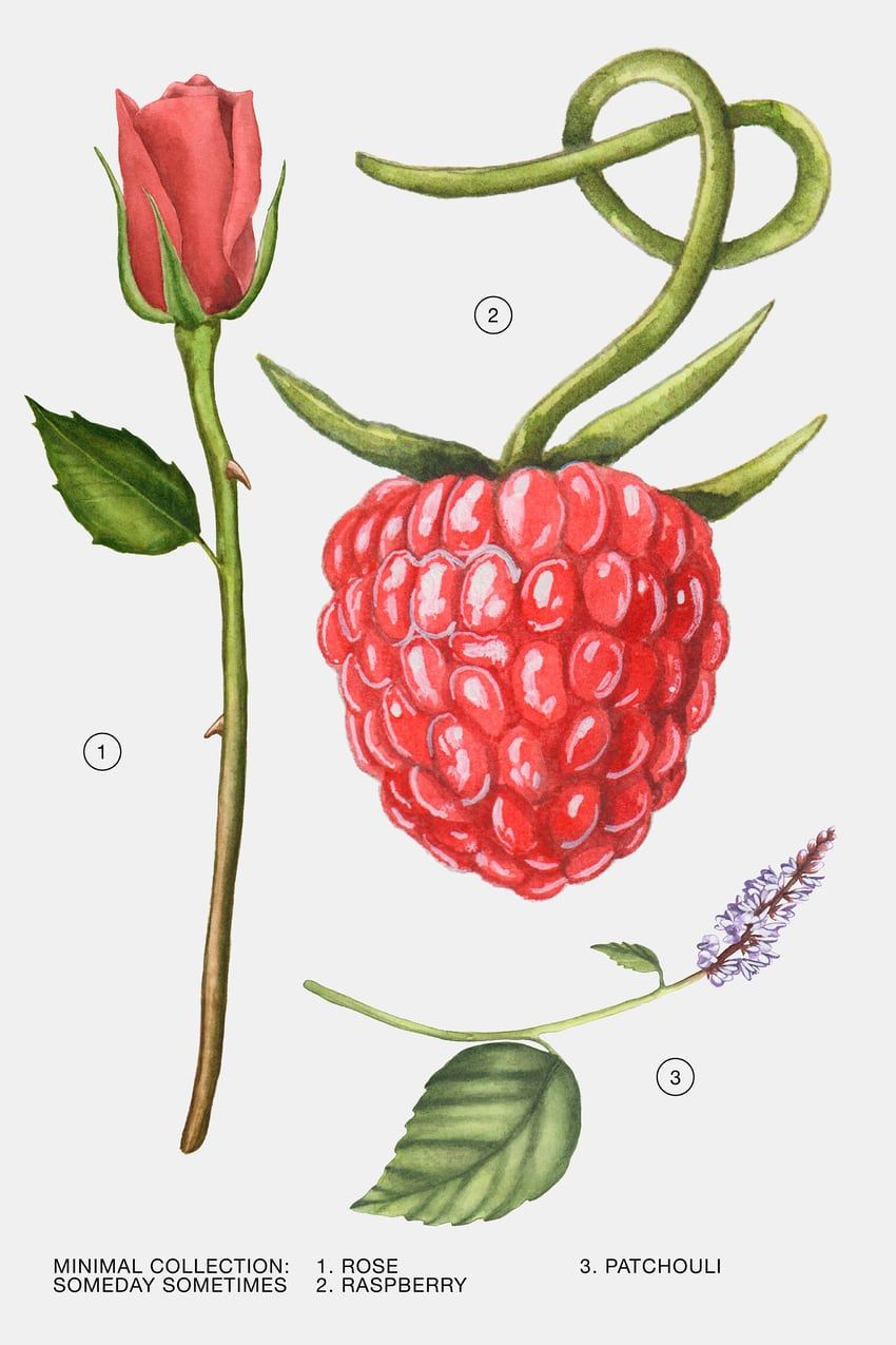 Someday Sometimes (Into The Joyful) Zara perfume - a fragrance for ...