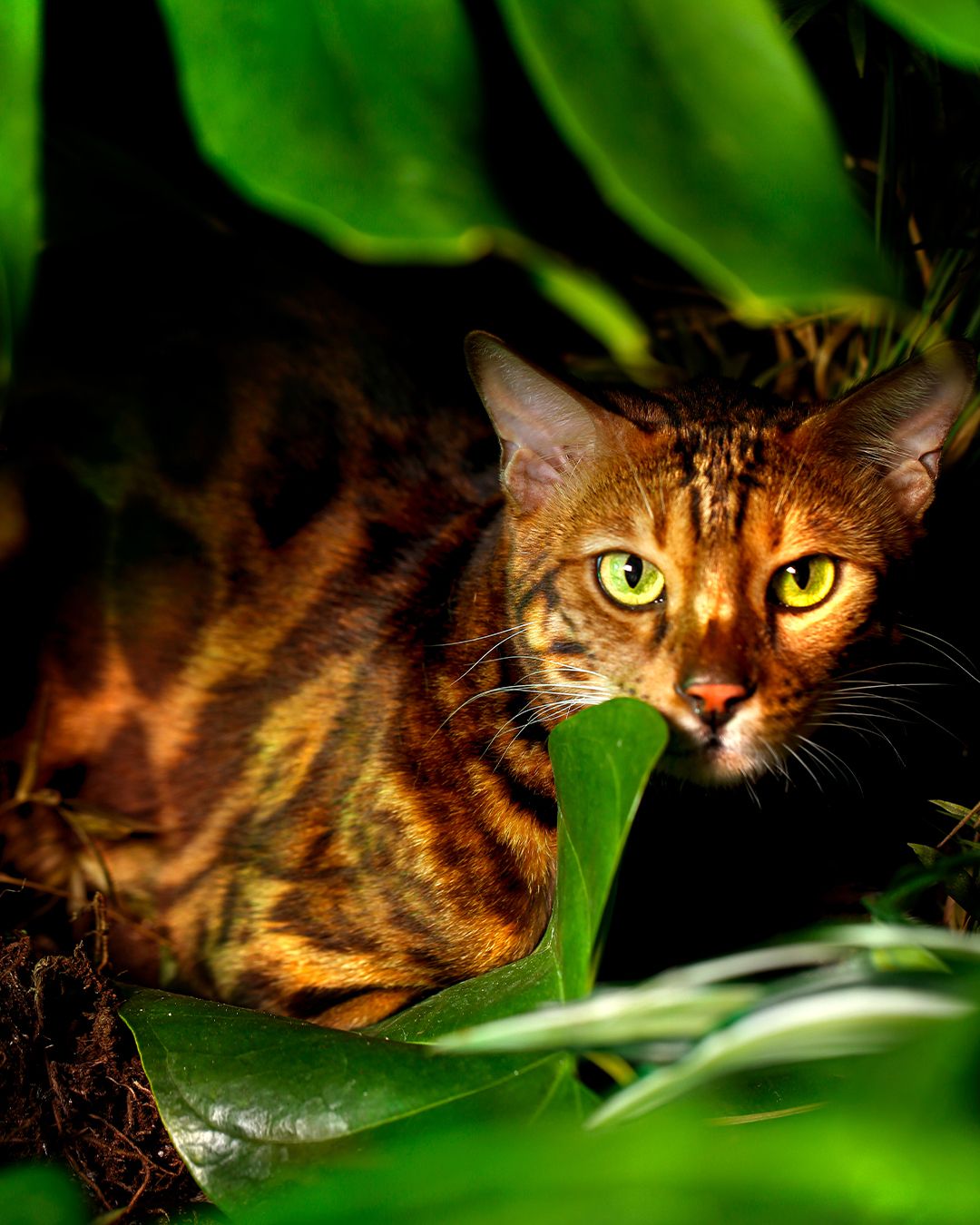 Bengal Vertus perfume - a new fragrance for women and men 2023