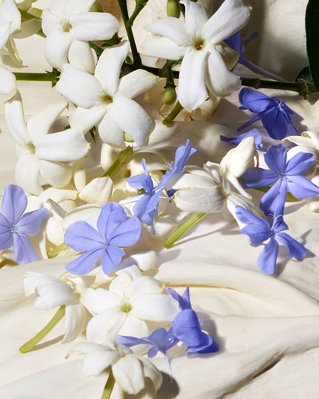 Dolce Blue Jasmine Dolce&Gabbana perfume - a new fragrance for women 2024