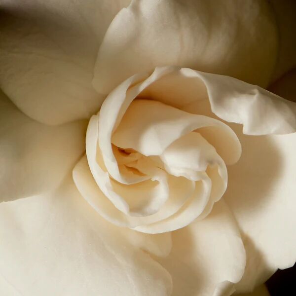 Oud Gardenia Eric Buterbaugh Florals fragancia - una fragancia para ...